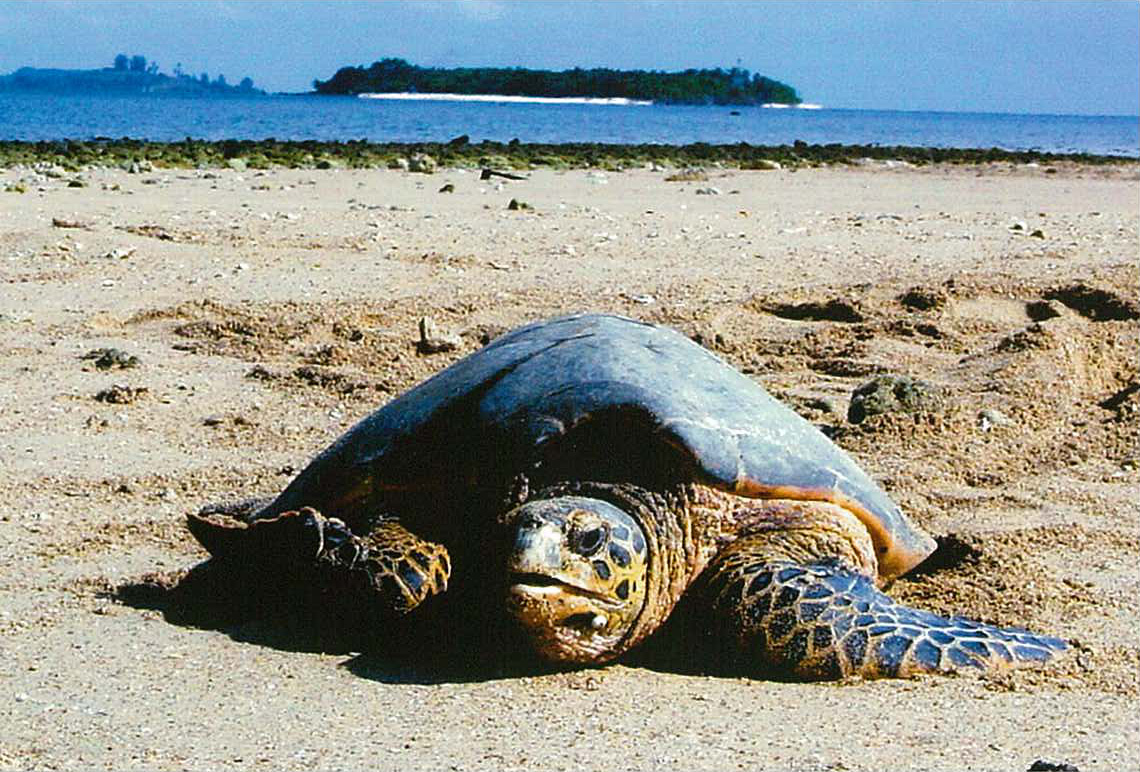 5D4N Selingan Turtle Island & Bilit Rainforest Lodge - SabahTravel