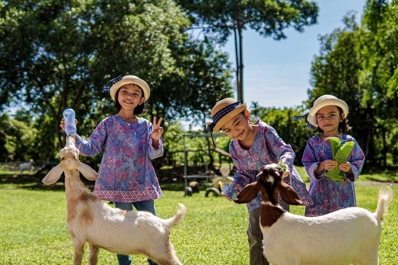 Sably Goat Haven - SabahTravel
