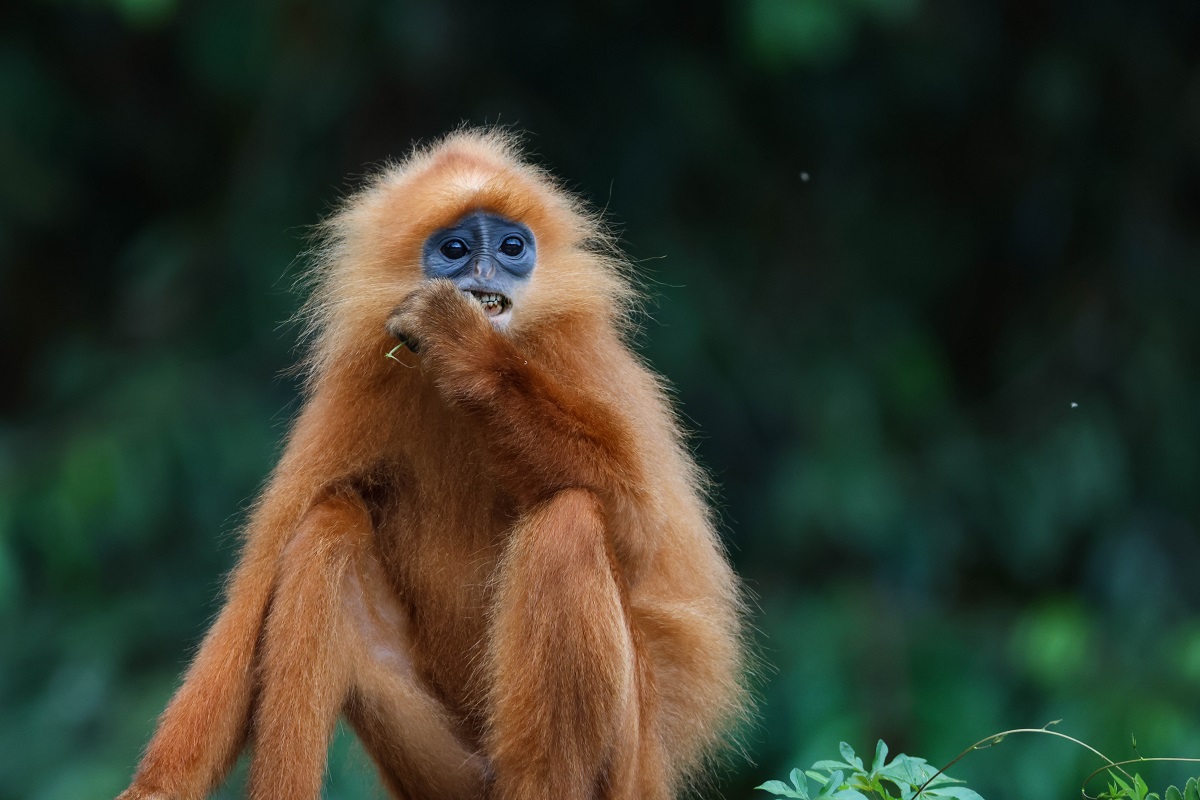 3D2N Tawau Hills Park & Borneo Wildlife Tour - SabahTravel